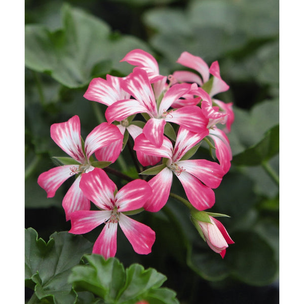 Balcon Ice Dance Pink – Larson's Geraniums