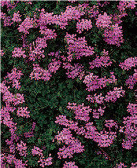 Balcon Lavender – Larson's Geraniums