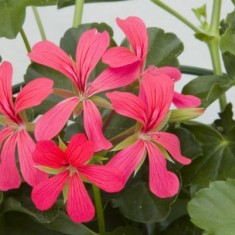 Balcon Shocking Pink – Larson's Geraniums