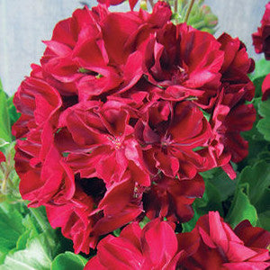 Calliope Burgundy – Larson's Geraniums